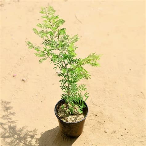 Shamisami Holy Plant Plantsouk