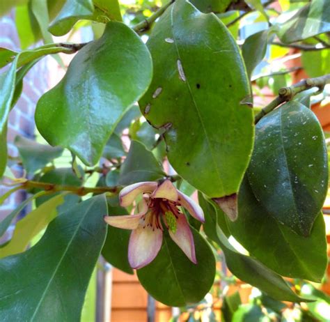 Danger Garden The Portland Garden Of Ketzel Levine