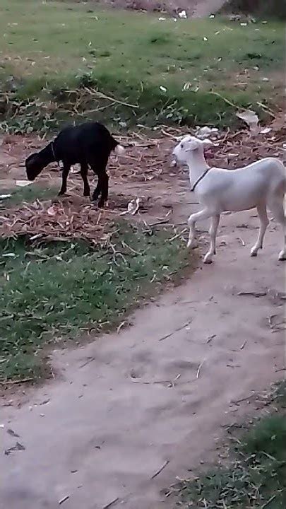 Cute Bakra 🤣🤣🤣🤣 Youtube