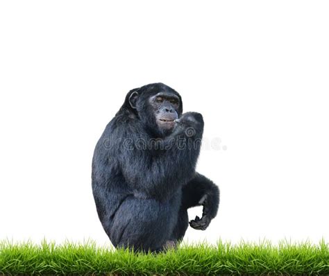 Chimpancé Con La Hierba Verde Aislada Foto De Archivo Imagen De