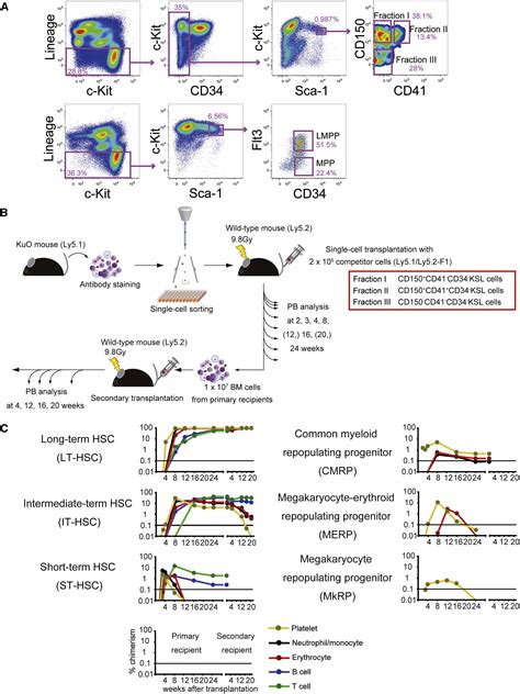 Clonal Analysis Unveils Self Renewing Lineage Restricted Progenitors