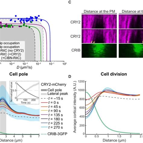 The Lateral Diffusion And Detachment Rates Of Peripheral Membrane
