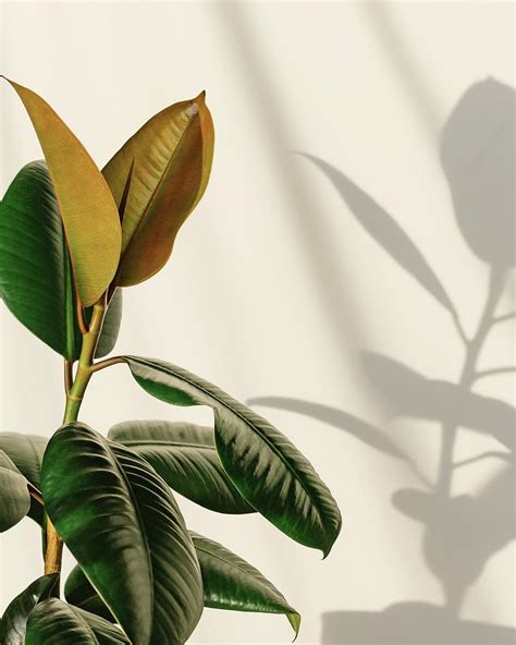 🌿 Rubber Plant Aka Ficus Elastica Theory Beyond Design