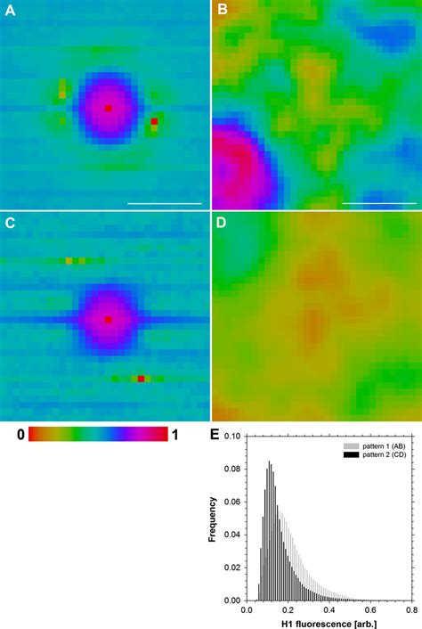 Patterns Of Autocorrelation A C Of H1 Fluorescence Fluctuations