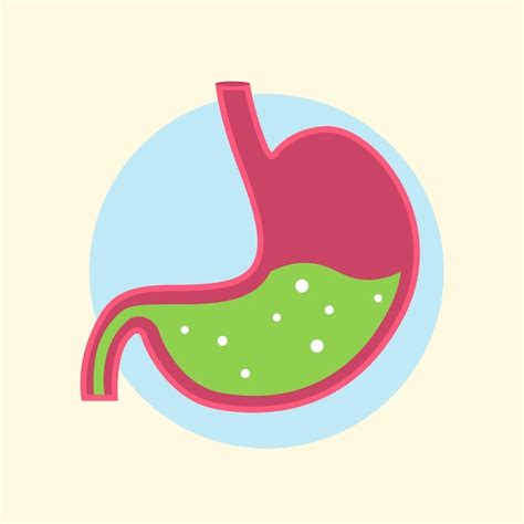 Premium Vector Human Internal Organ Stomach Icon Illustration With Acid