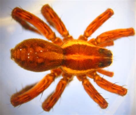 Datei Pardosa Hyperborea F Hab Baadland  Wiki Der Arachnologischen Gesellschaft E V