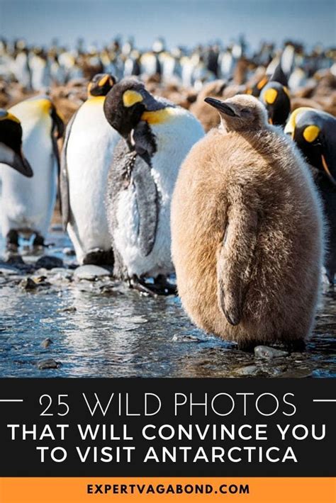 25 Wild Photos That Will Convince You To Visit Antarctica Wildlife