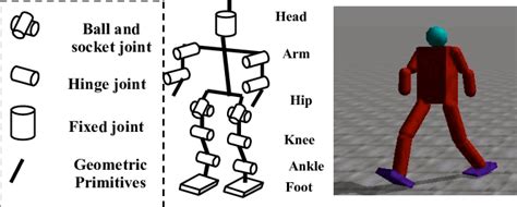 3 D Biped Model Used In Our Simulation Download Scientific Diagram