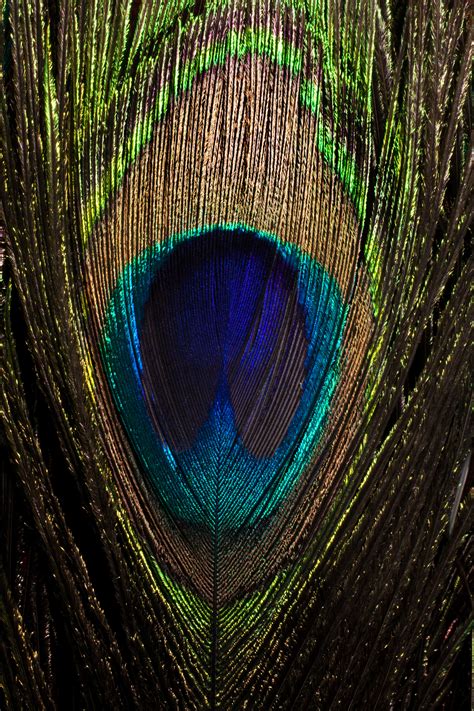 Peacock Feather Desktop