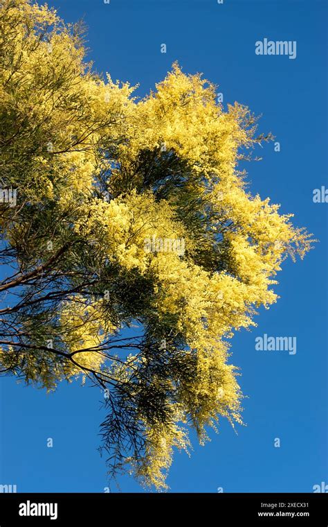 Branches Of Brisbane Golden Wattle Acacia Fimbriata Covered In Masses
