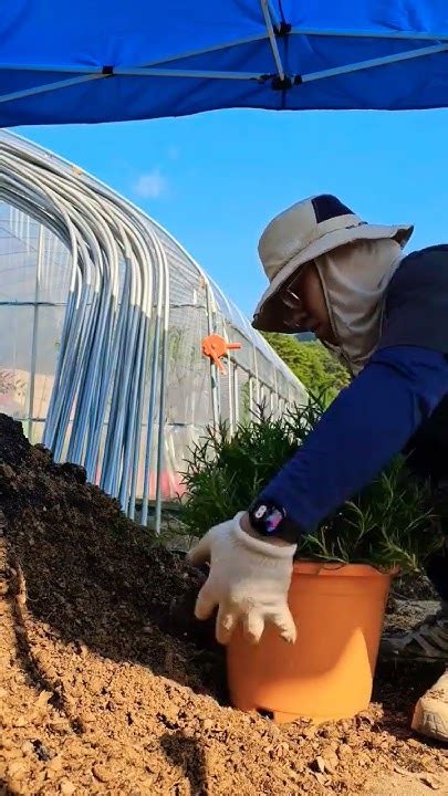 로즈마리 화분에 분갈이 하기 Asmr Youtube