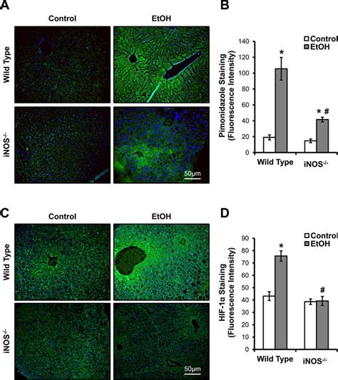 Inducible Nitric Oxide Synthase Inos Derived Nitric Oxide ˙no Is