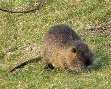 Rat Swamp Rat