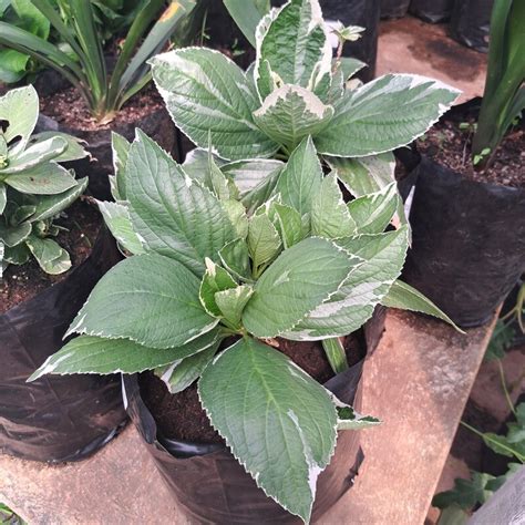 Hydrangea Macrophylla Variegata Christmas Roses 10l