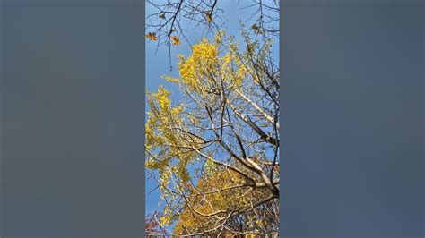 은행나무 잎이 떨어진다 Youtube