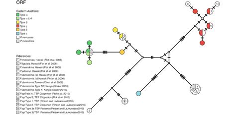 Haplotype Network Based On Orf Dna Sequence Data And Incorporating
