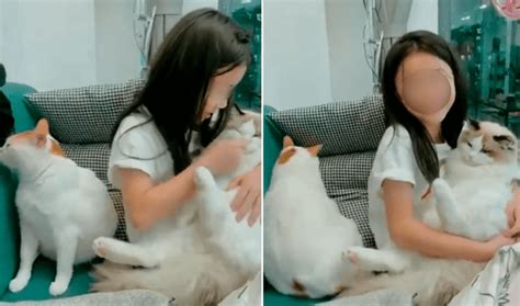 Facebook viral gatito se molesta con su dueña al verla abrazando a otro minino Animales