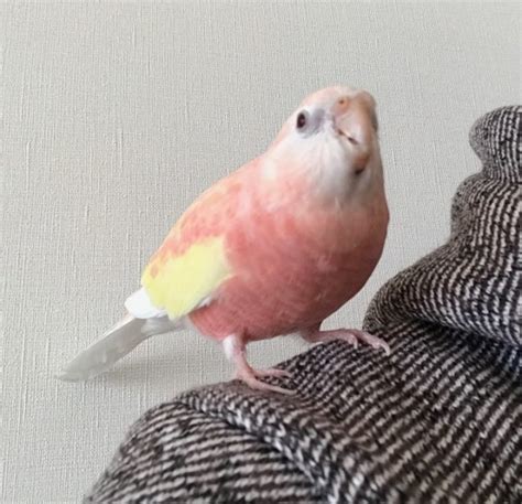 インコを飼いたい！その前に知っておいて欲しい大変なこと