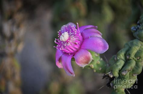 Pink Desert Flower Photograph By Emilia Brasier Fine Art America