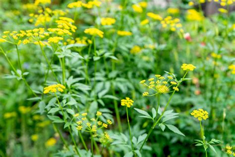 Golden Alexander Plant Care And Growing Guide