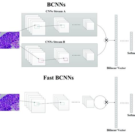 Structure Of Bcnns And Fast Bcnns In Bcnns A Histopathological