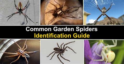 Garden Spiders Black And Yellow Spider Brown And More Pictures