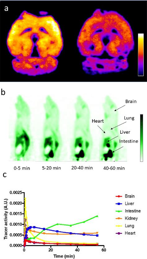 A Autoradiographic Image Of Tissue Binding Assay With Healthy Mice