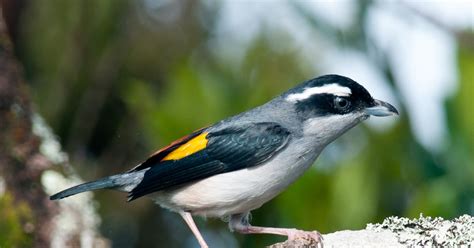 Zul Ya Birds Of Peninsular Malaysia White Browed Shrike Babbler