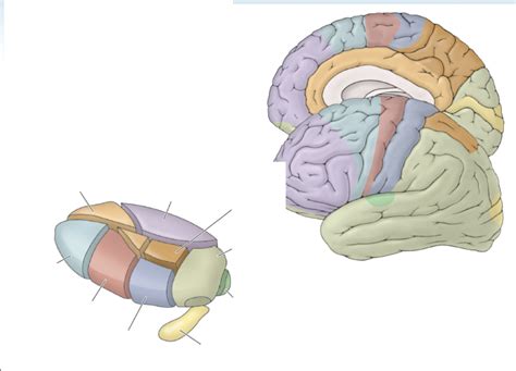 Relationship Between Thalamic Nuclei And Cortical Regions Diagram Quizlet