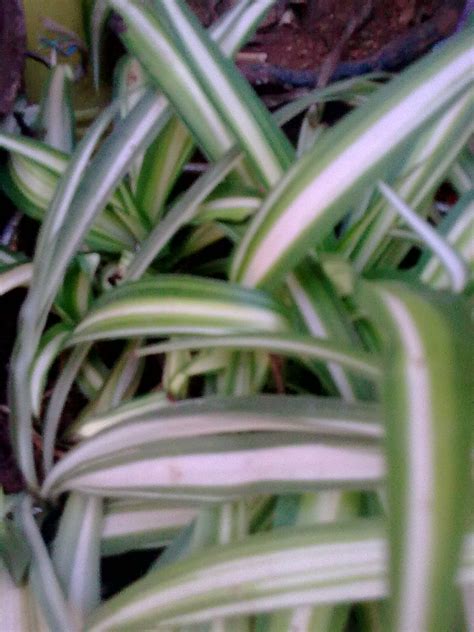 Garden Care Simplified My Favourite Ribbon Grass