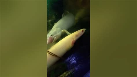 Malakihan Ft Mo Bubwit Na Bitin N Sayo Butike Youtube