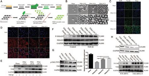 Micropillar Arrayed Surfaces Promote Transforming Growth Fac