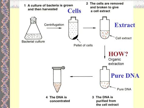 Dna Extraction Methods Pdf