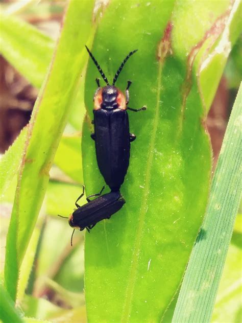 Native Plants Make A Difference For Lightning Bugs North Carolina