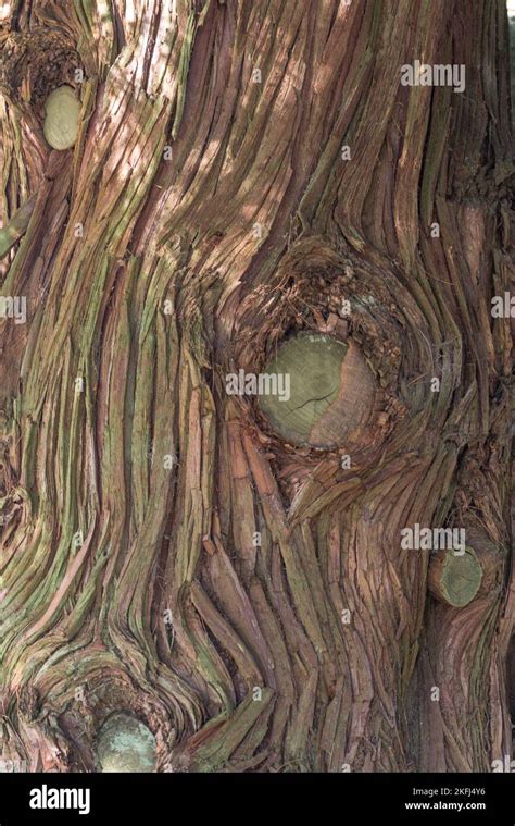 Old Characterful Tree With Waving Split Bark Creating Patterns Green