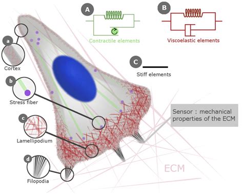 8 The Cytoskeleton Of The Migratory Cell Is Composed Of A Complex