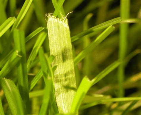 Torn Grass Leaf From Mowing With A Dull Mower Blade Download
