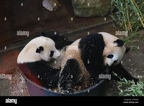 Giant Pandas Wu Wen And Fan Xing Take A Sawdust Bath In Ouwehands In