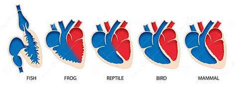 Comparative Anatomy Of Heart In Vertebrates Stock Illustration