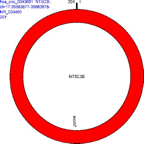 The Structure Of Circrna 0043691 Download Scientific Diagram