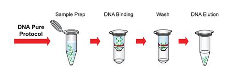 Dual Genomic Dna Isolation Kit Plant Genedirex Inc