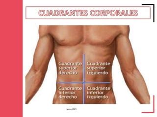 Tema 3 El Cuerpo Humano Pptx