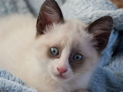 Snowshoe Cat Alchetron The Free Social Encyclopedia