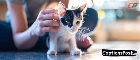 200 Best Kitten Captions For Instagram Cute Funny
