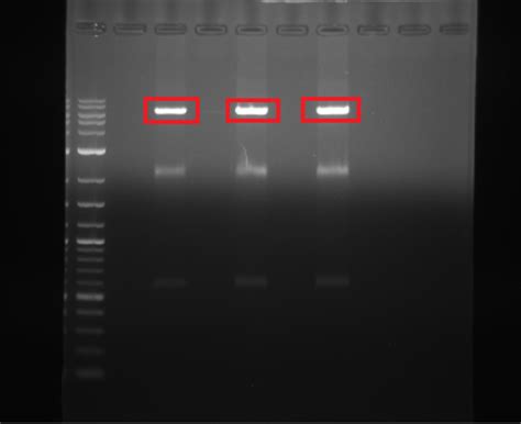 Notebook Athens Igem 2023
