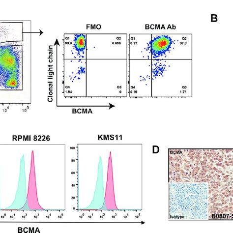 Bcma Expression On Mm Patient Samples A An Example Of Flow Cytometry