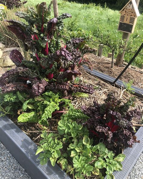 Comment fabriquer un potager en carré GUIDE