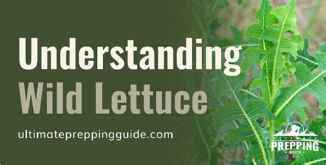 Understanding Wild Lettuce