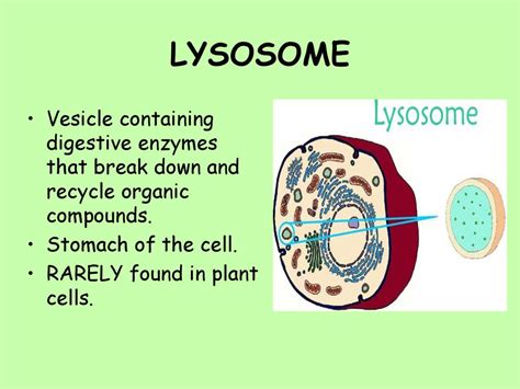Organic Compounds All Living Things Are Made Of Organic Compounds