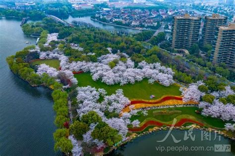 浙江绍兴：瓜渚湖樱花烂漫 人民图片网